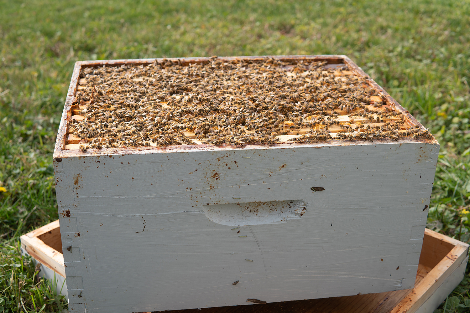 Backyard Bees – FoodLoops